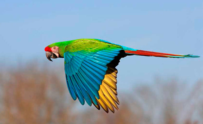 Birds of Peru . — Sandoval Lake