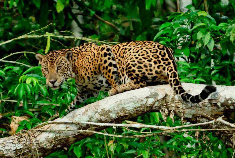 Our Tours In Amazon Wildlife Peru -Sandoval Lake